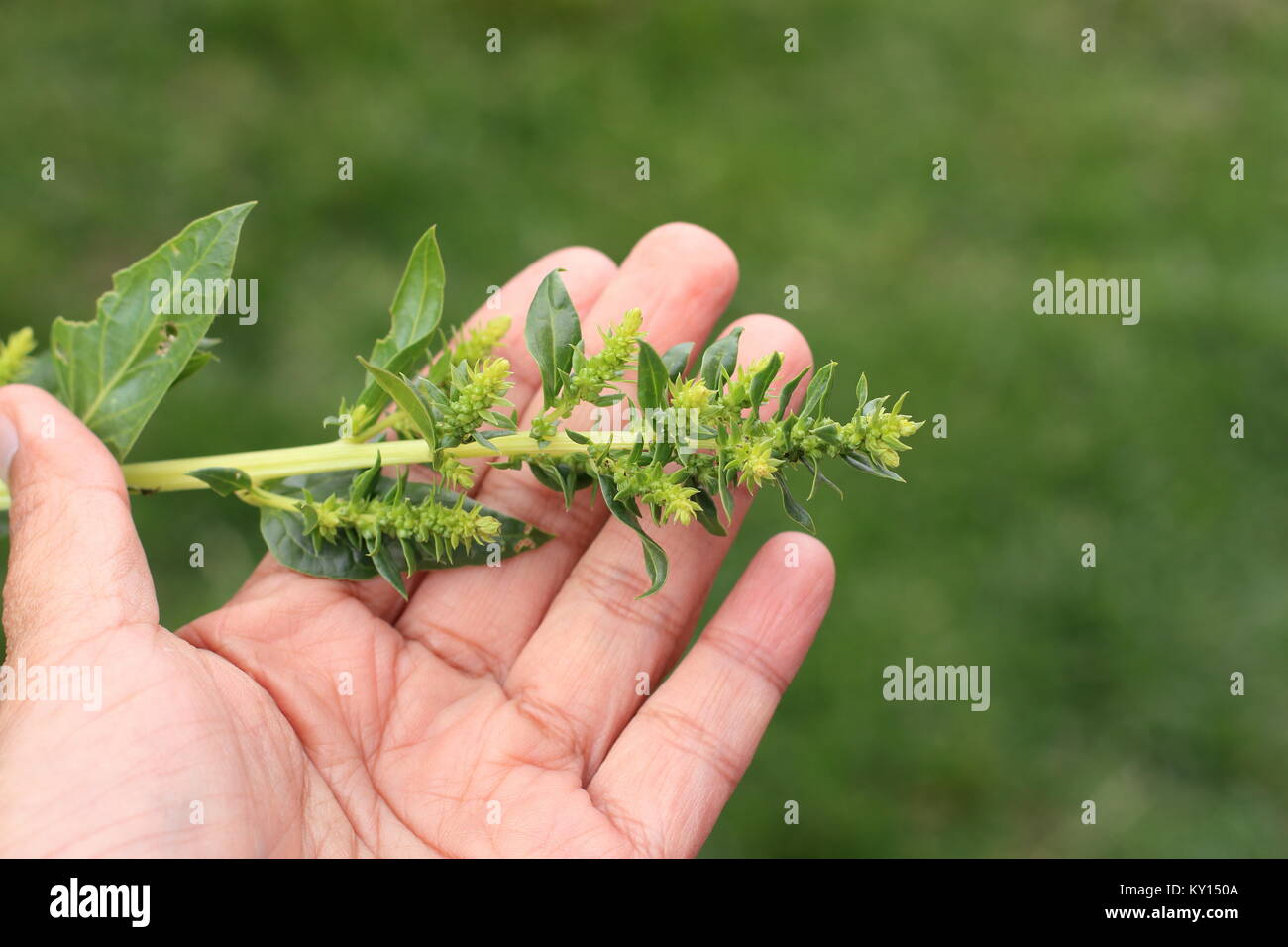 Close up of Bok Choy flowers isolated against green background Stock ...