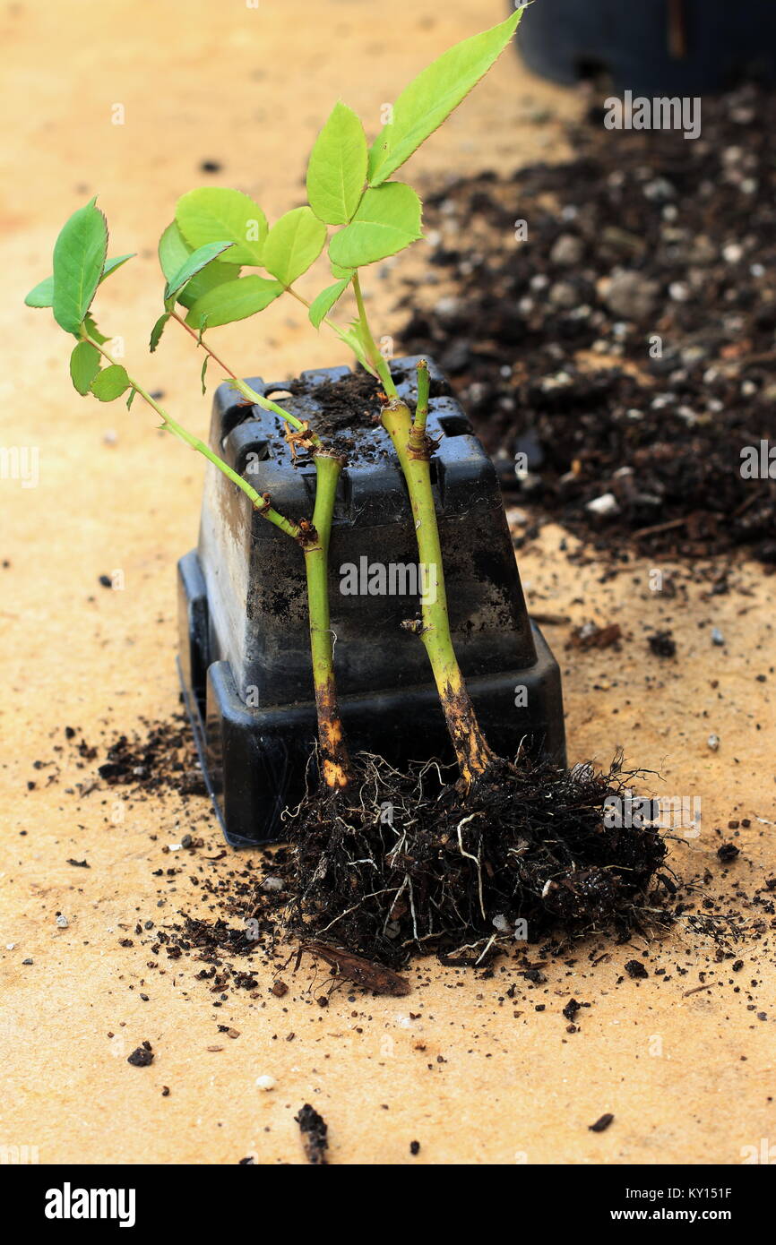 Growing rose from cuttings Stock Photo - Alamy