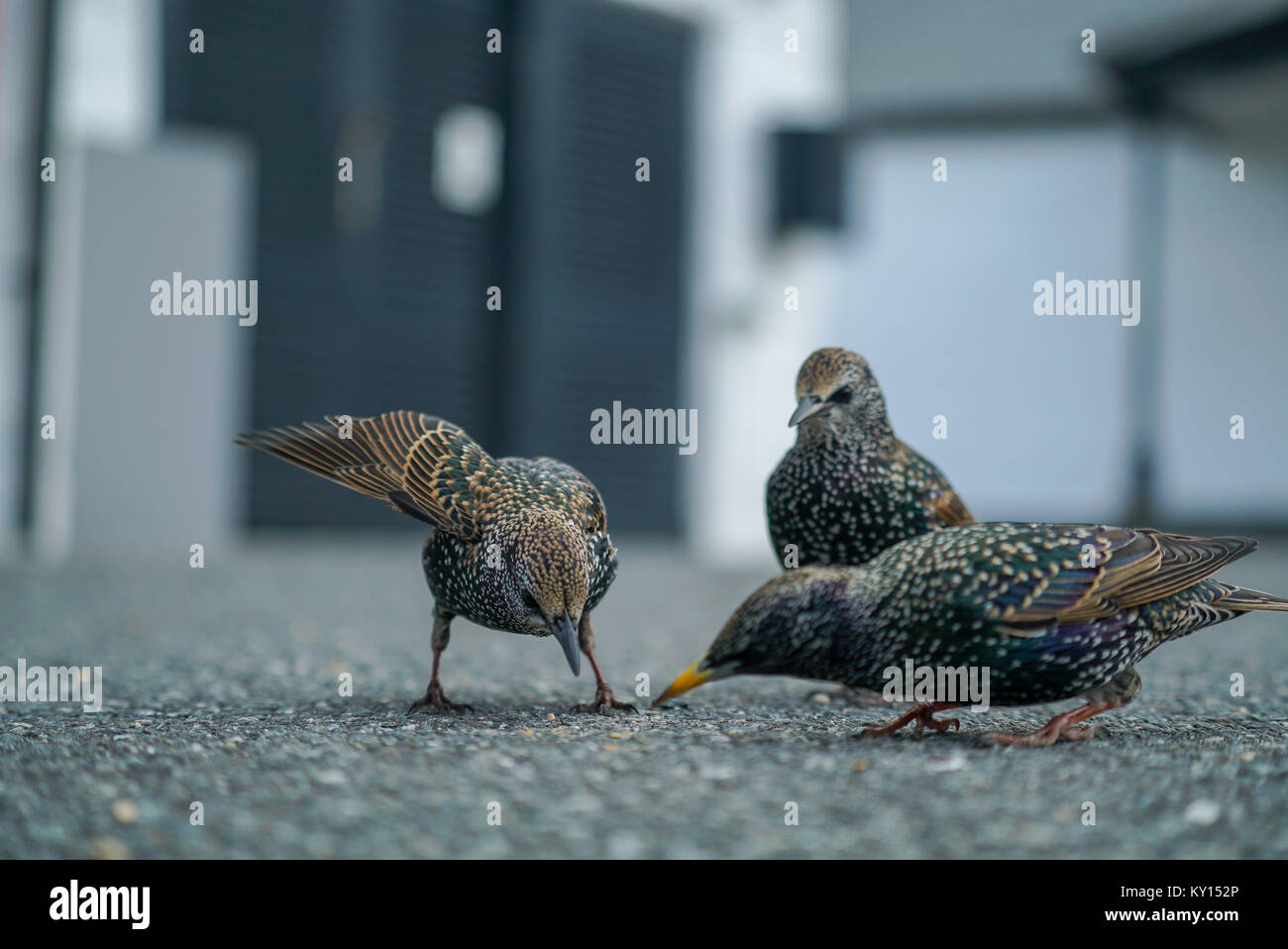 Bird of the starling family hi-res stock photography and images - Alamy