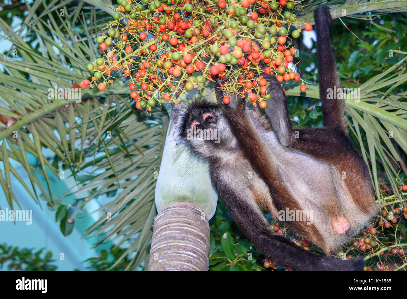 A wild spider monkey male hunting for some betel nuts on a betel palm ...