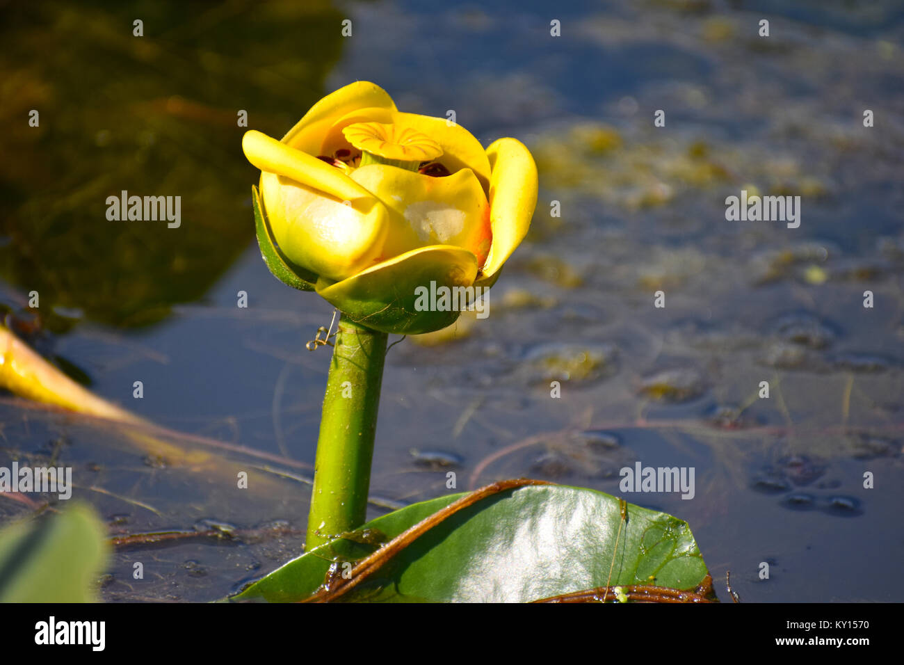 Terrell lake hi-res stock photography and images - Alamy