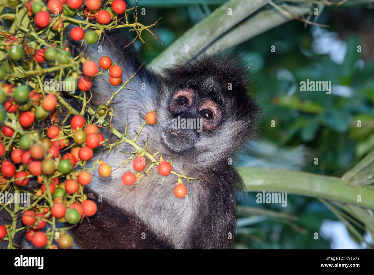 A wild spider monkey male are going to eat some betel nuts on a betel ...