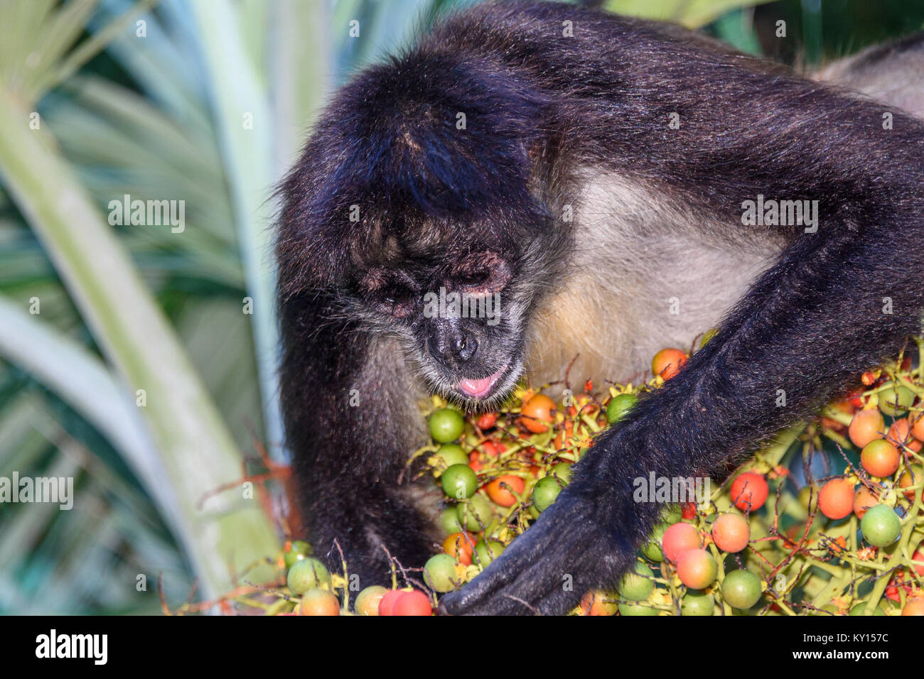 Spider Monkeys Eating