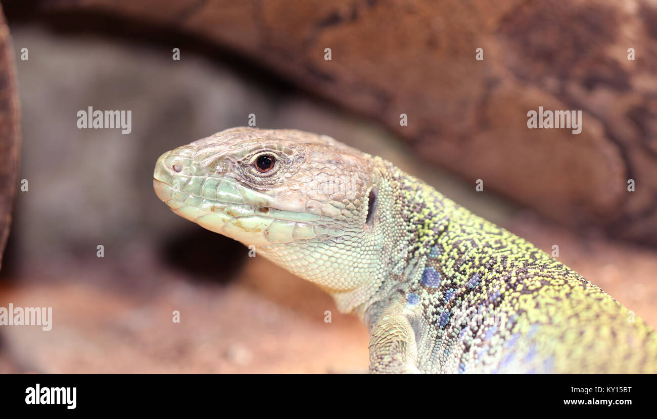 Adult male Jewelled Lizard Lacerta Lepida Stock Photo - Alamy