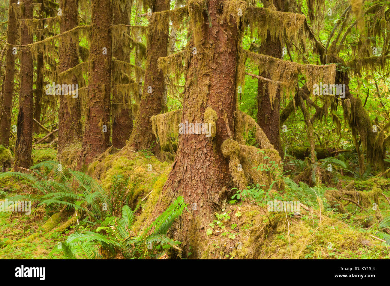 Trees Growing On A Nurse Log, Olympic National Park, Washington Stock ...
