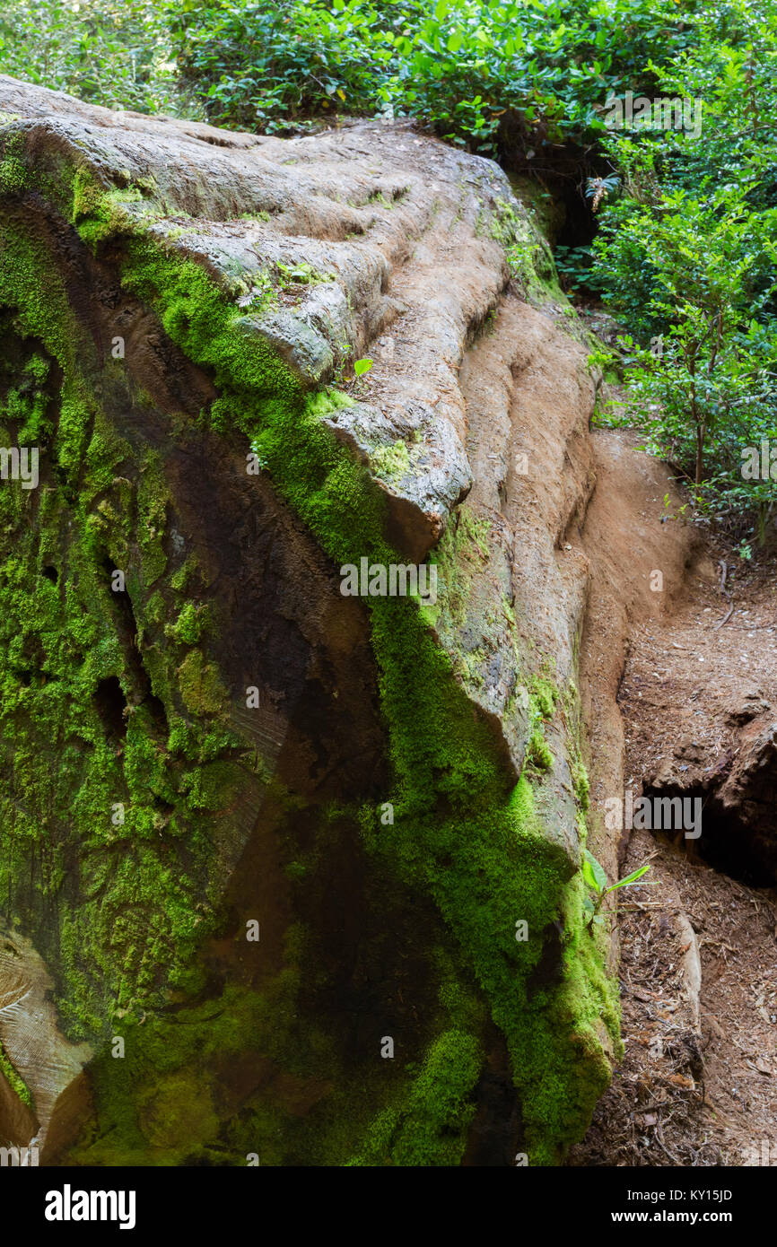 Coastal Redwood (Sequoia sempervirens) fallen logs in Redwood National ...
