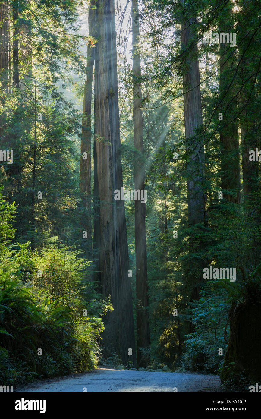 Sunlight thru Coastal Redwood (Sequoia sempervirens) in Jedediah Smith ...