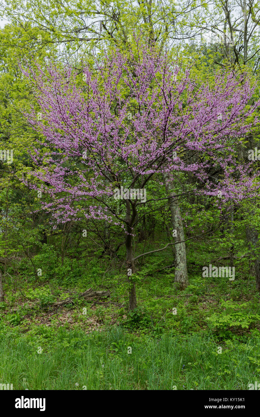 Redbud (Cercis canadensis) in Shenandoah National Park, Virginia Stock ...
