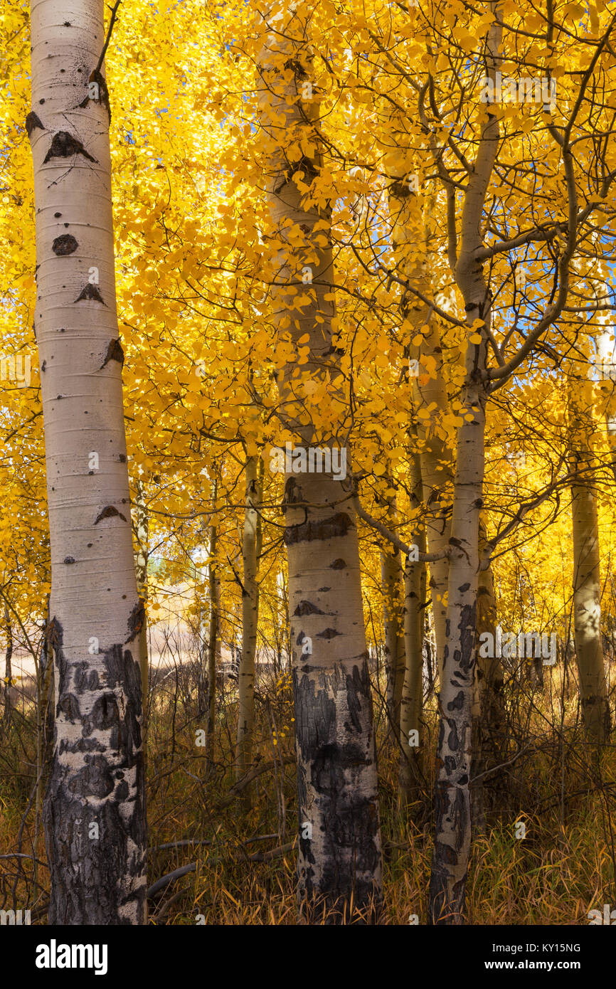 Aspen trees populus tremuloides teton hi-res stock photography and ...