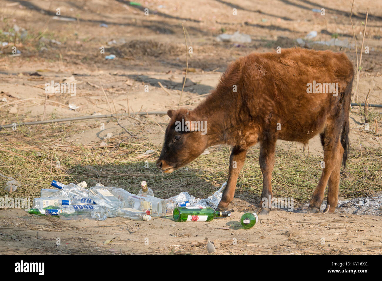 Large bull calf sniffing around bottles and plastic garbage in Pokhara ...