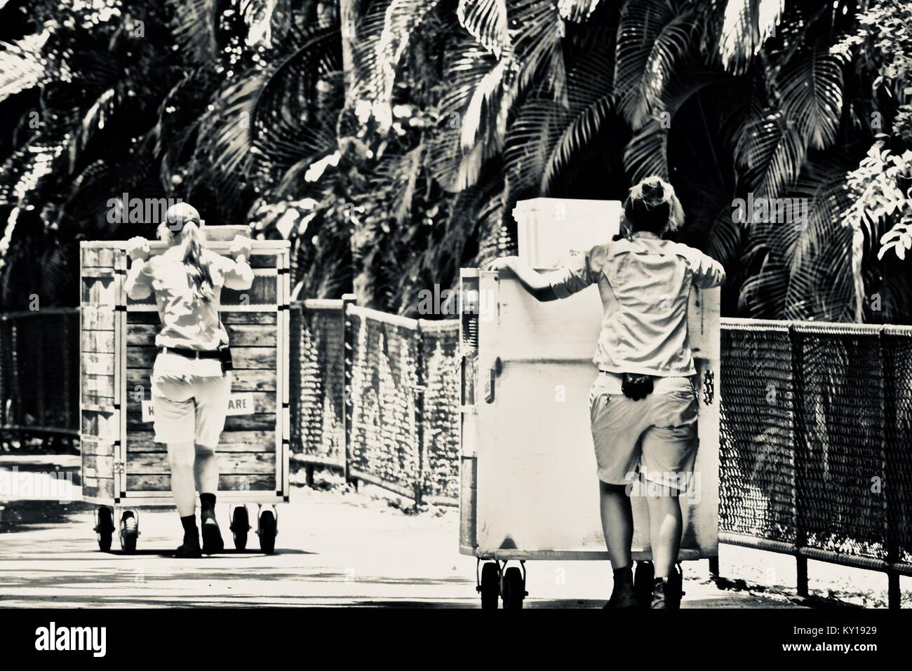 Zoo keepers wheeling birds in cages and getting ready for a show ...