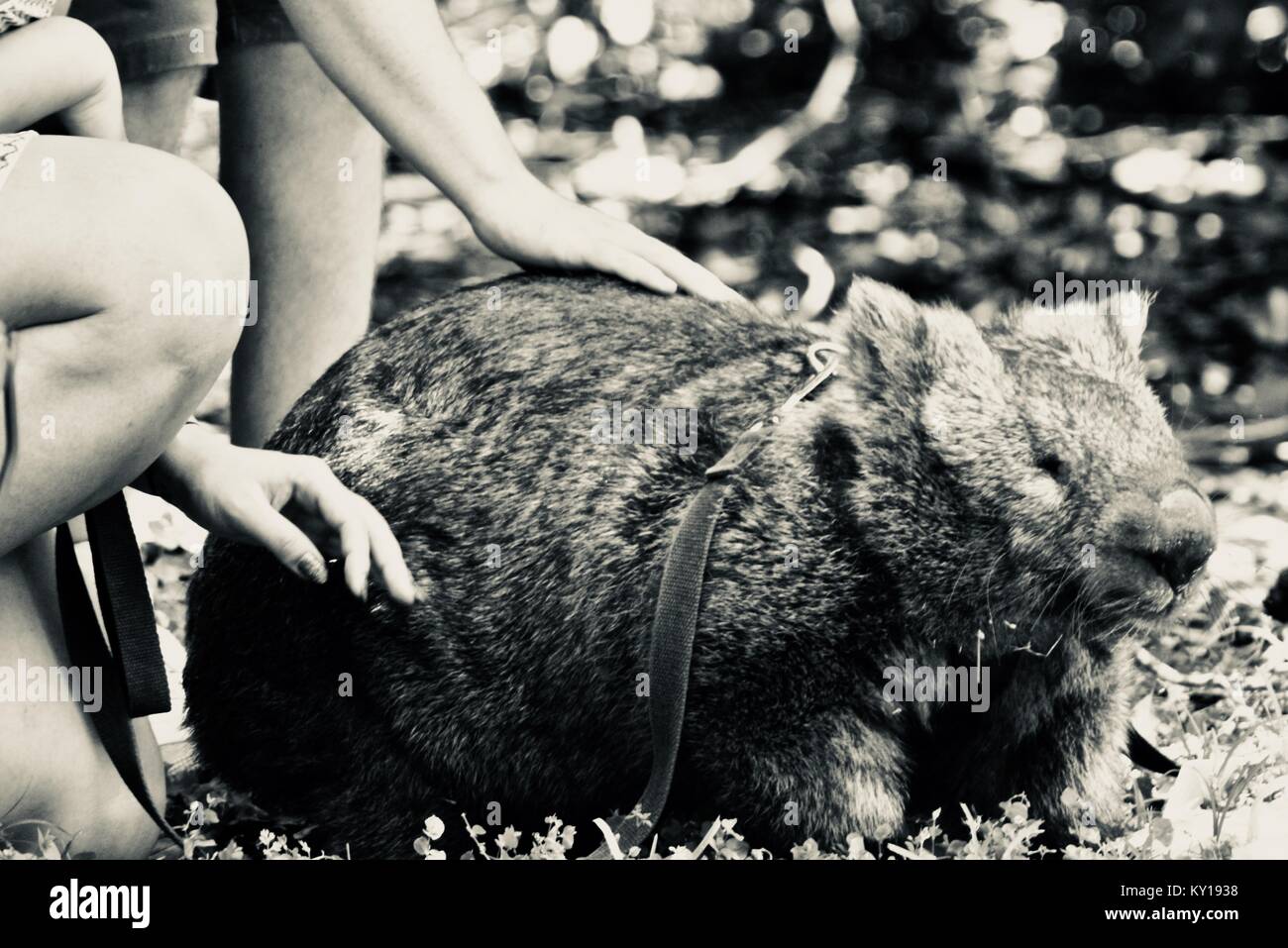 Tame pet common wombat, Vombatus ursinus, getting patted from tourists ...
