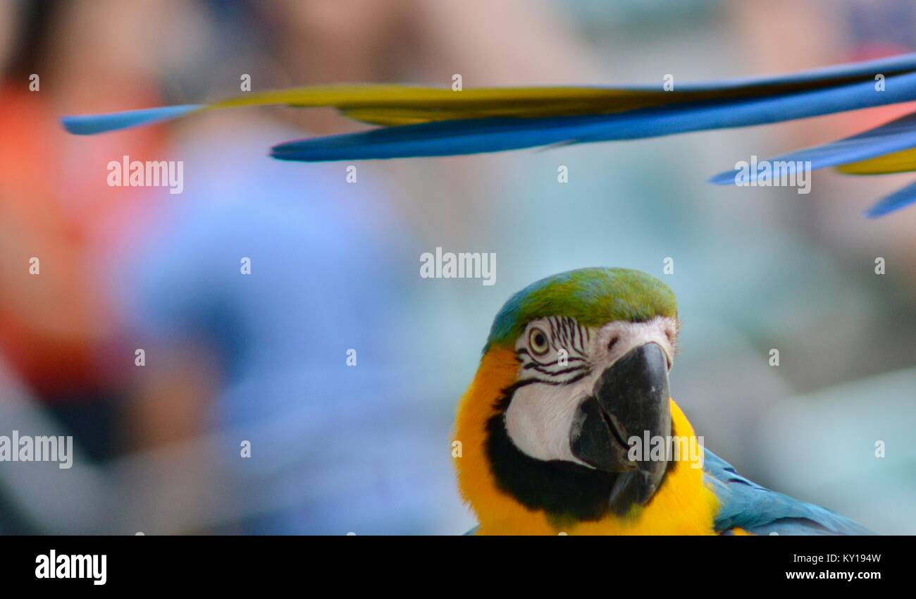 Blue-and-yellow macaw portrait, Ara ararauna, Australia Zoo, Beerwah ...