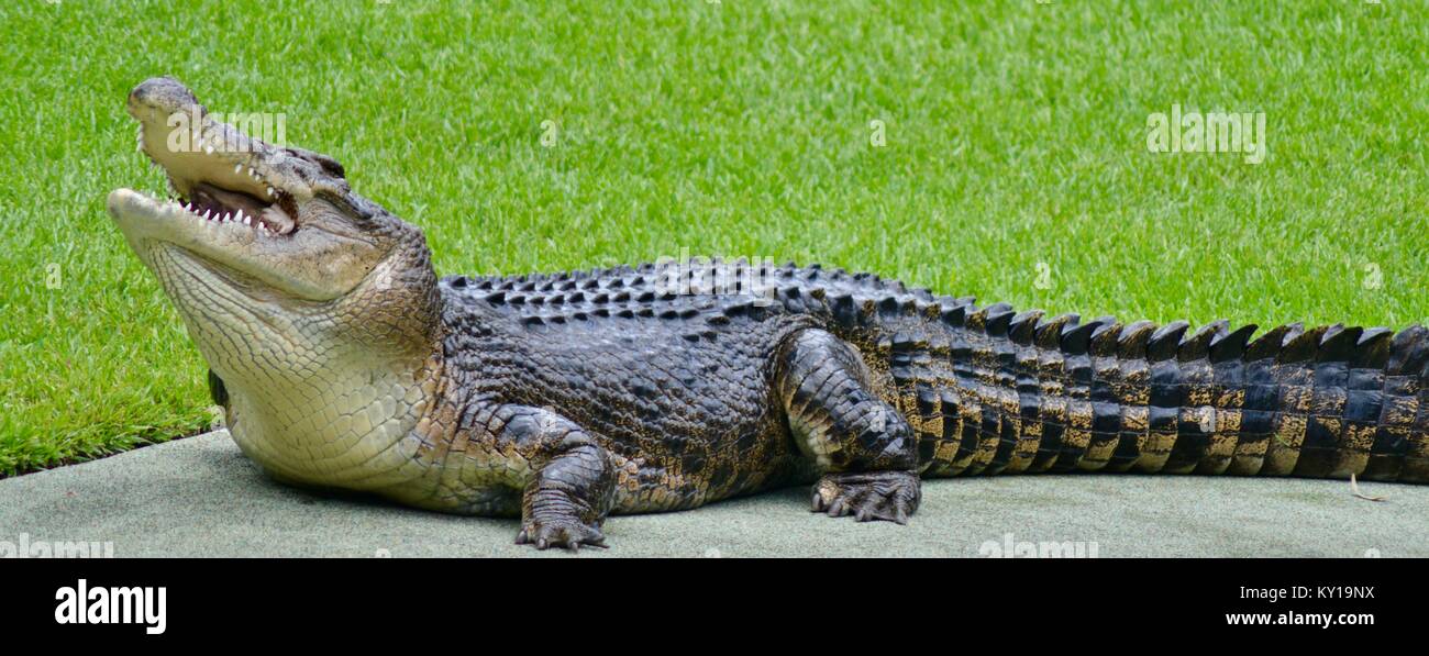 Large saltwater crocodile, Crocodylus porosus, in a show at australia ...