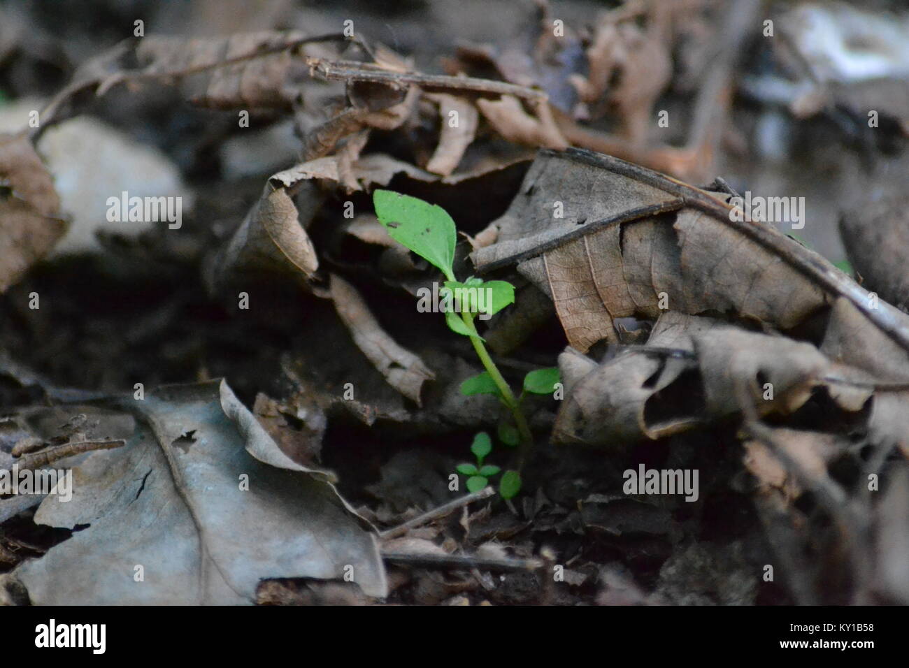 Grow in organic Stock Photo - Alamy