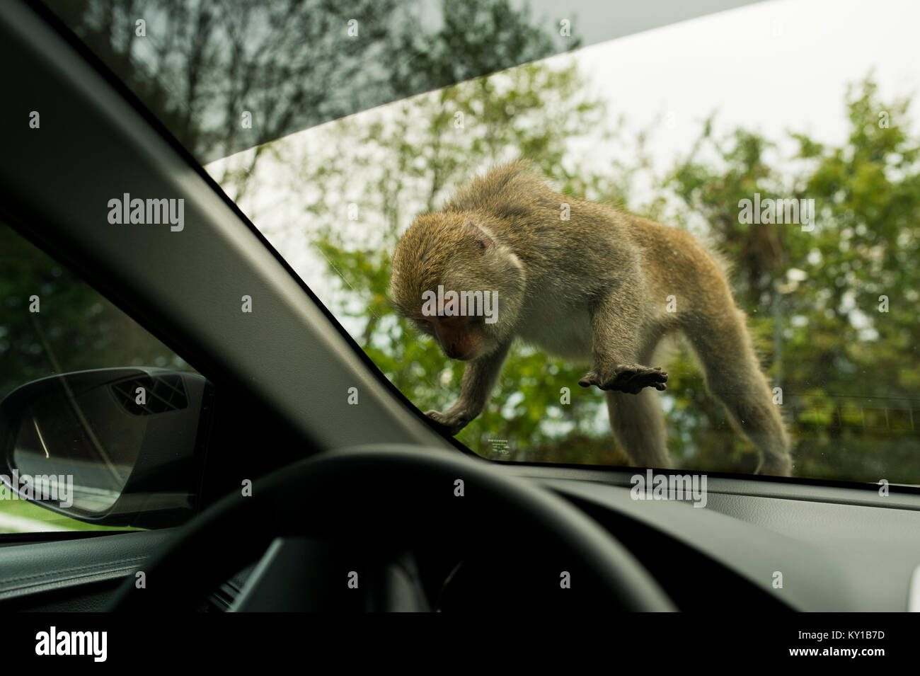Monkeys Driving Cars