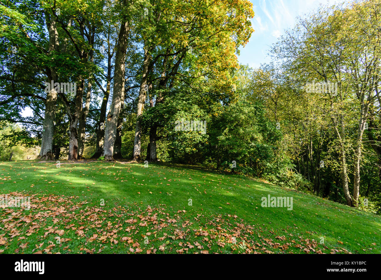 sunny day in summer park with green grass, sun above and lonely colored ...
