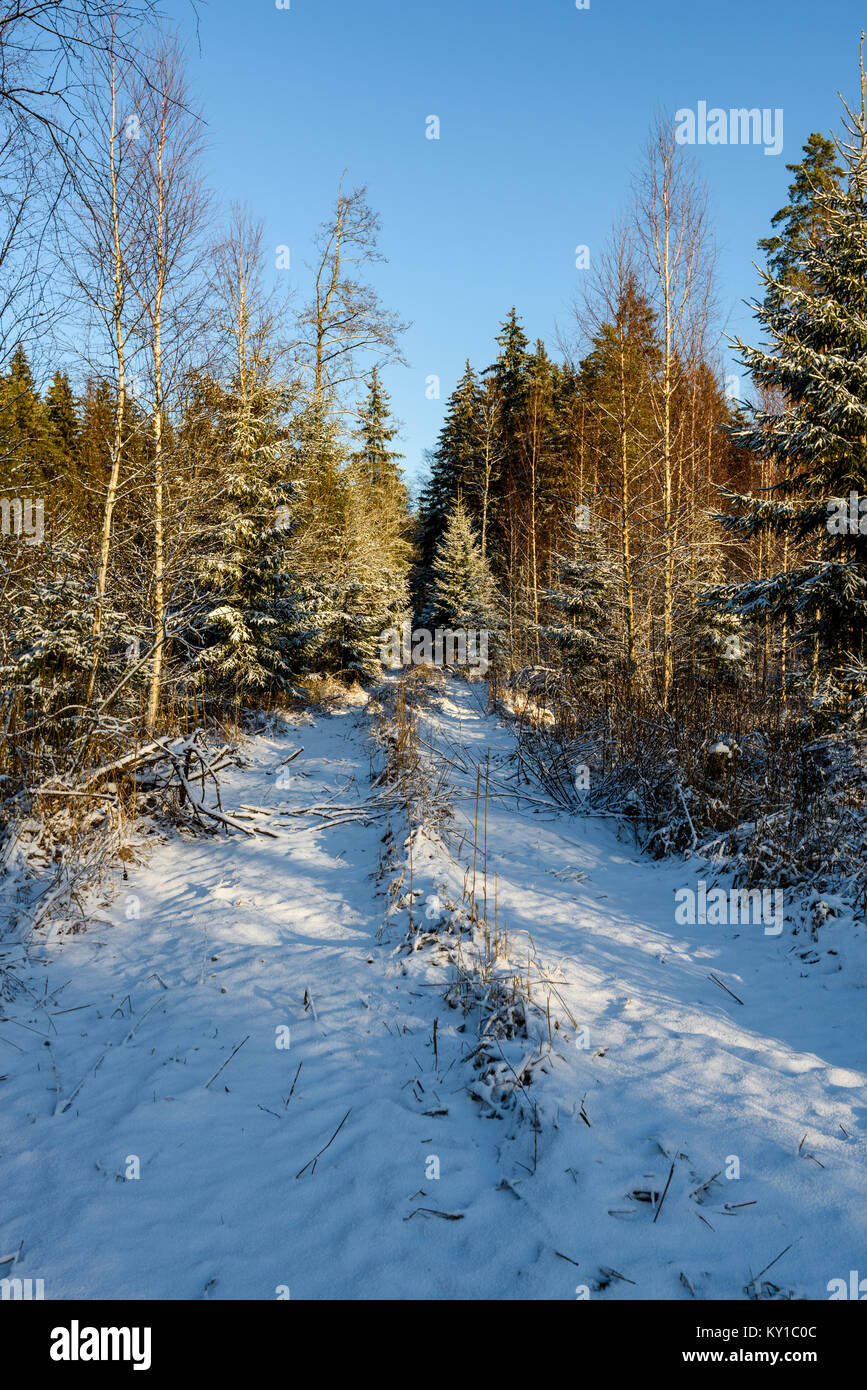 car tire tracks on winter road in deep snow in lonely forest Stock ...