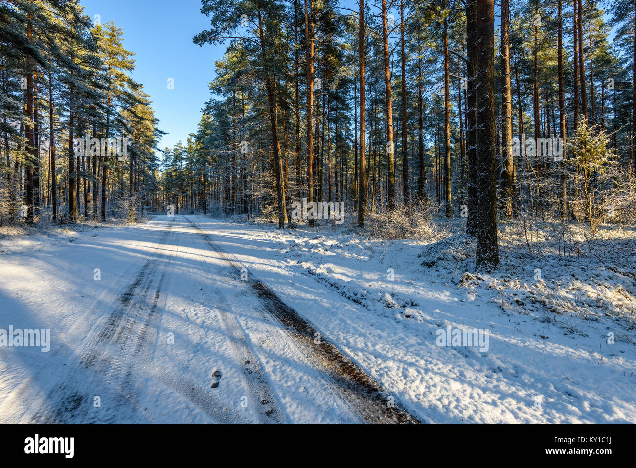 car tire tracks on winter road in deep snow in lonely forest Stock ...