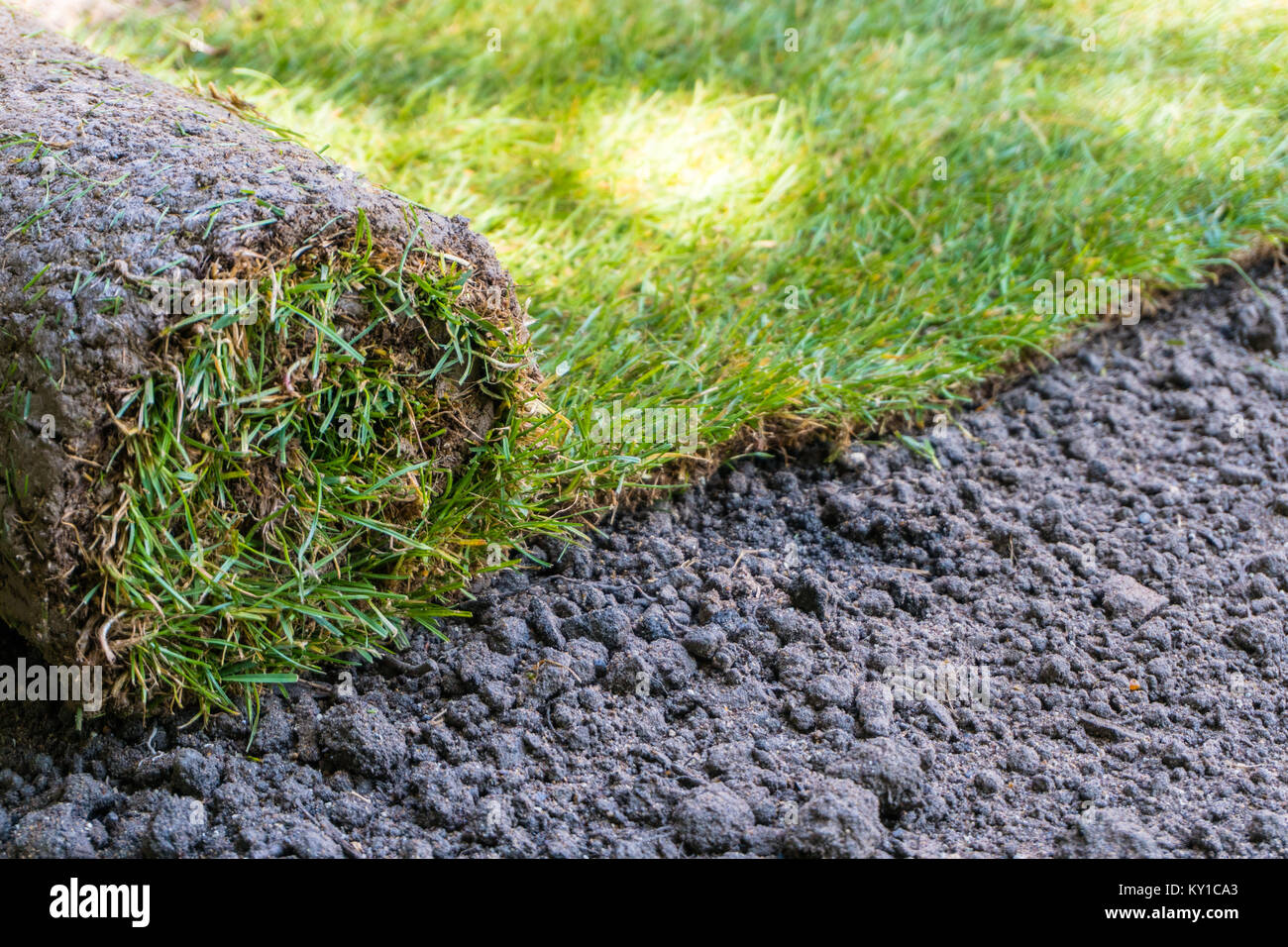 fresh roll of sod grass laid on dirt by a landscape gardener planning a ...