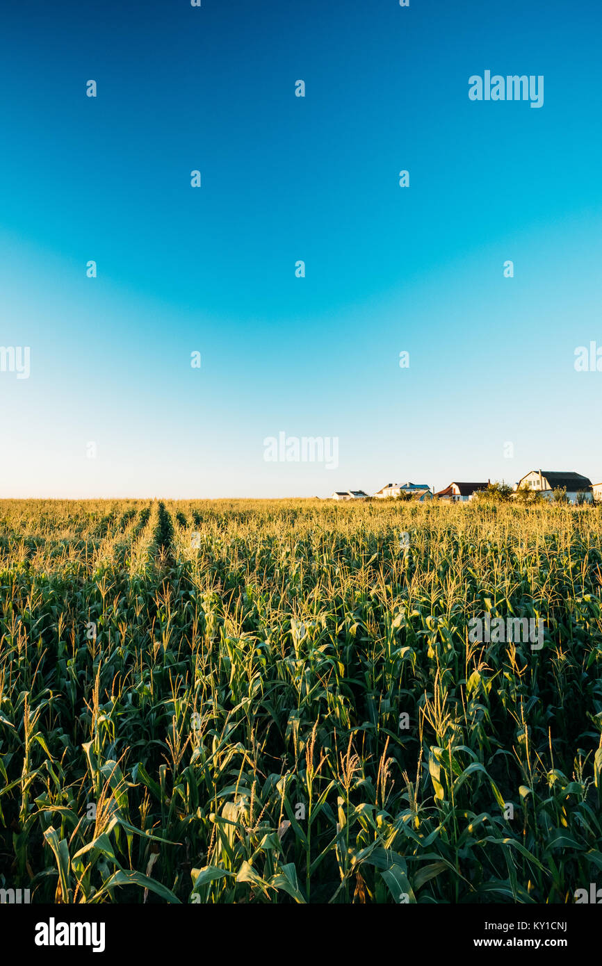 Green Maize Corn Field Plantation In Summer Agricultural Season ...