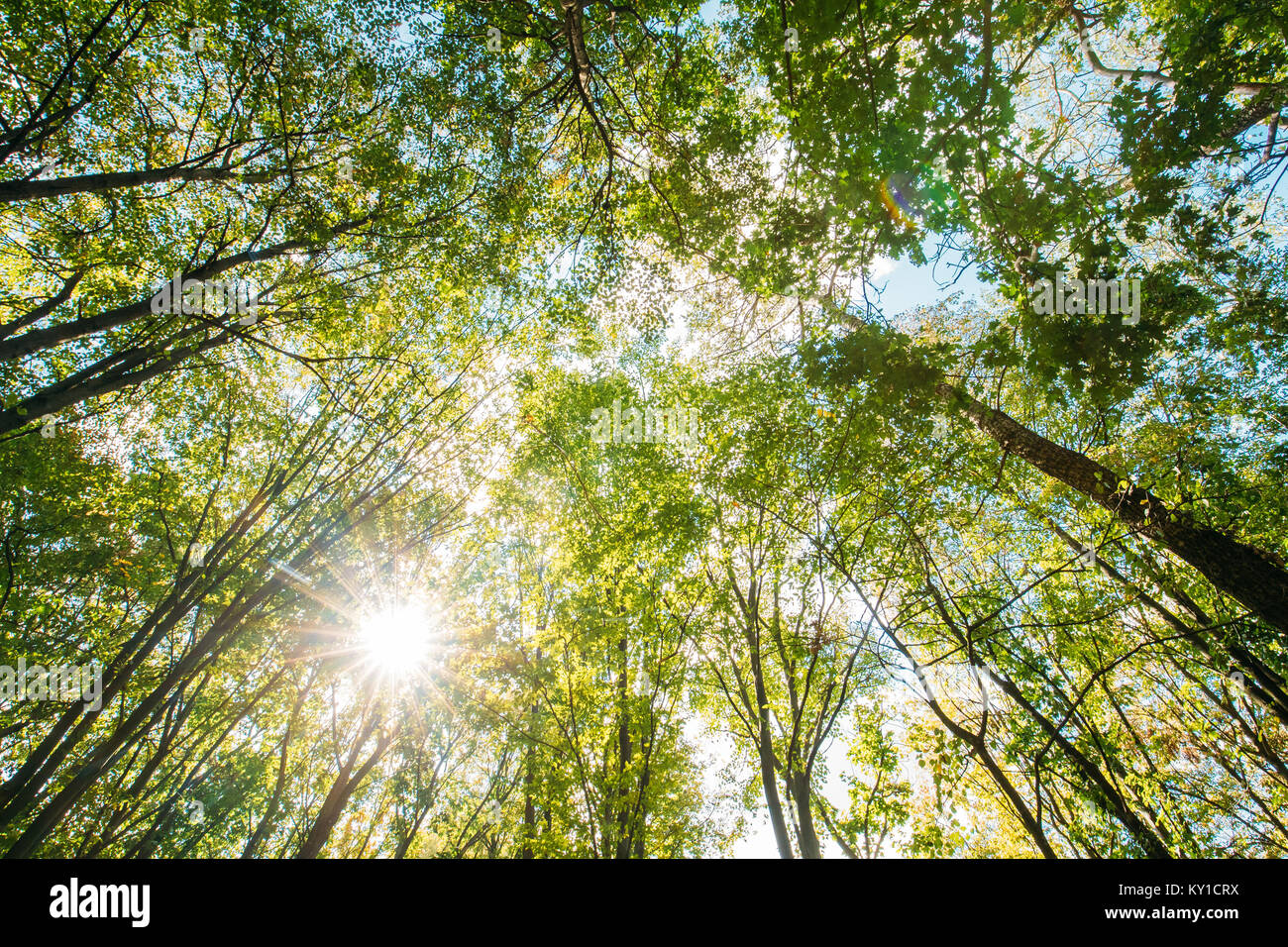 Sun Shining Through Canopy Of Tall Trees. Sunlight In Deciduous Forest ...