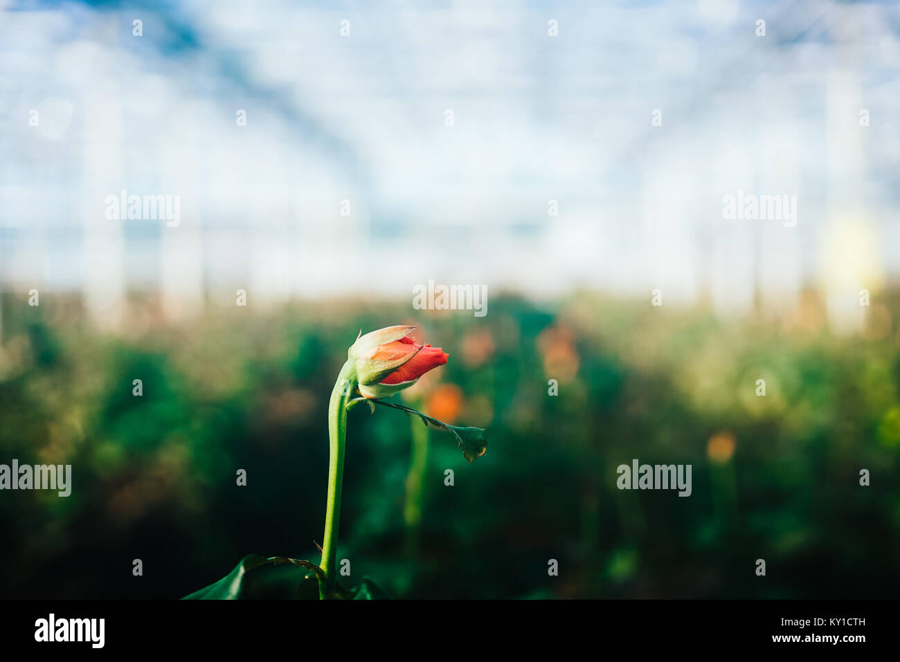 Greenhouse roses growing under daylight Stock Photo - Alamy
