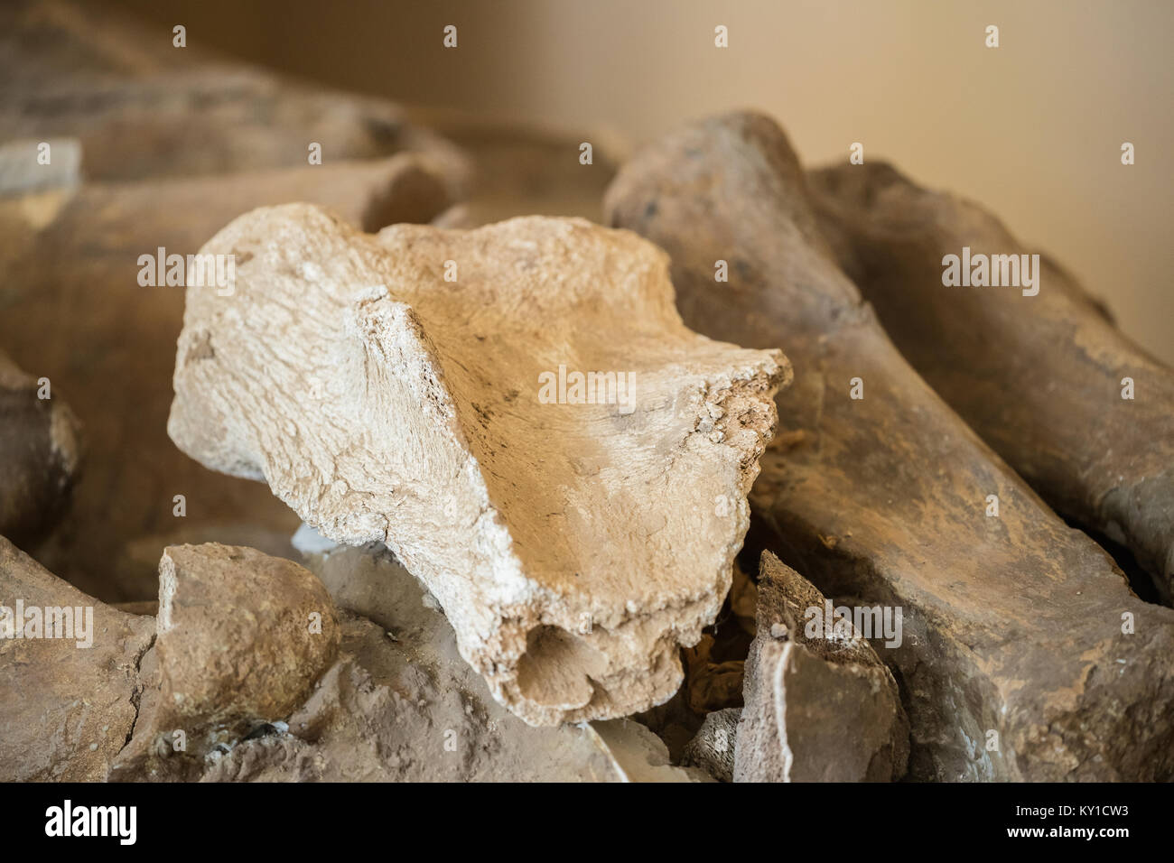 Mammoth tooth fossil hi-res stock photography and images - Alamy