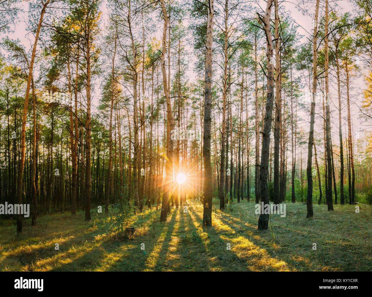 Sun Shining Through Forest Trees Woods. Sunset Sunrise In Summer Forest ...