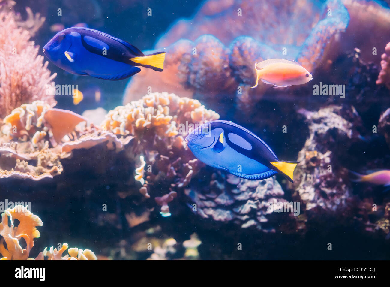 Blue Tang Fish Paracanthurus Hepatus Swimming In Water. Popular Fish In ...