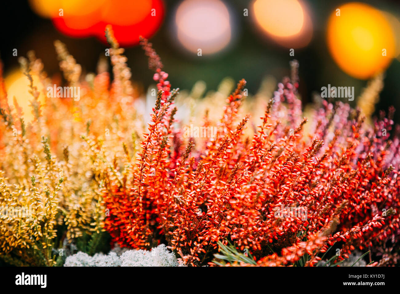 Bush Of Yellow And Red Colors Calluna Plants In Pots In Garden Stock ...