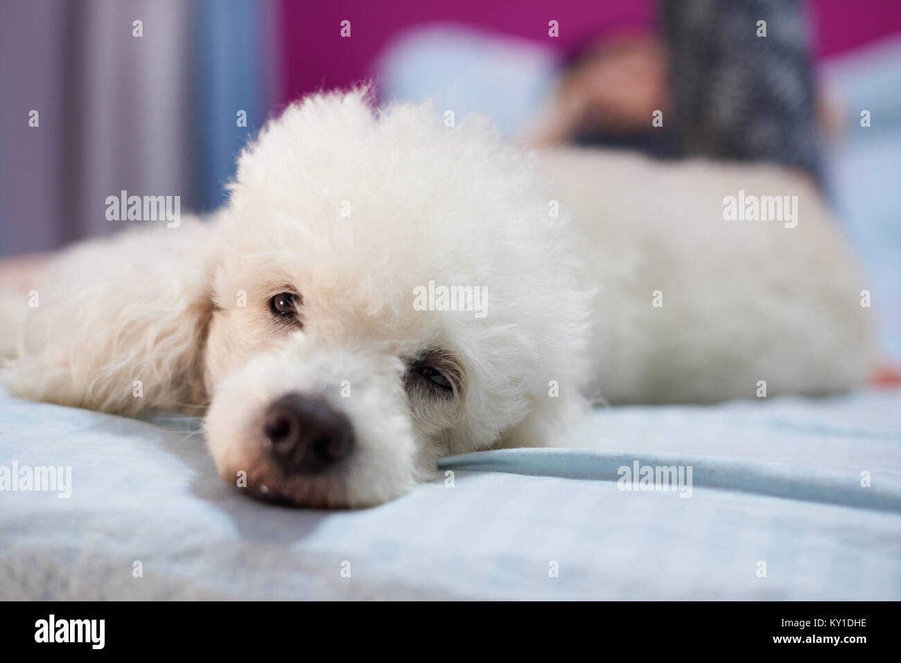 Clean white poodle dog in house interior lay on bed Stock Photo - Alamy