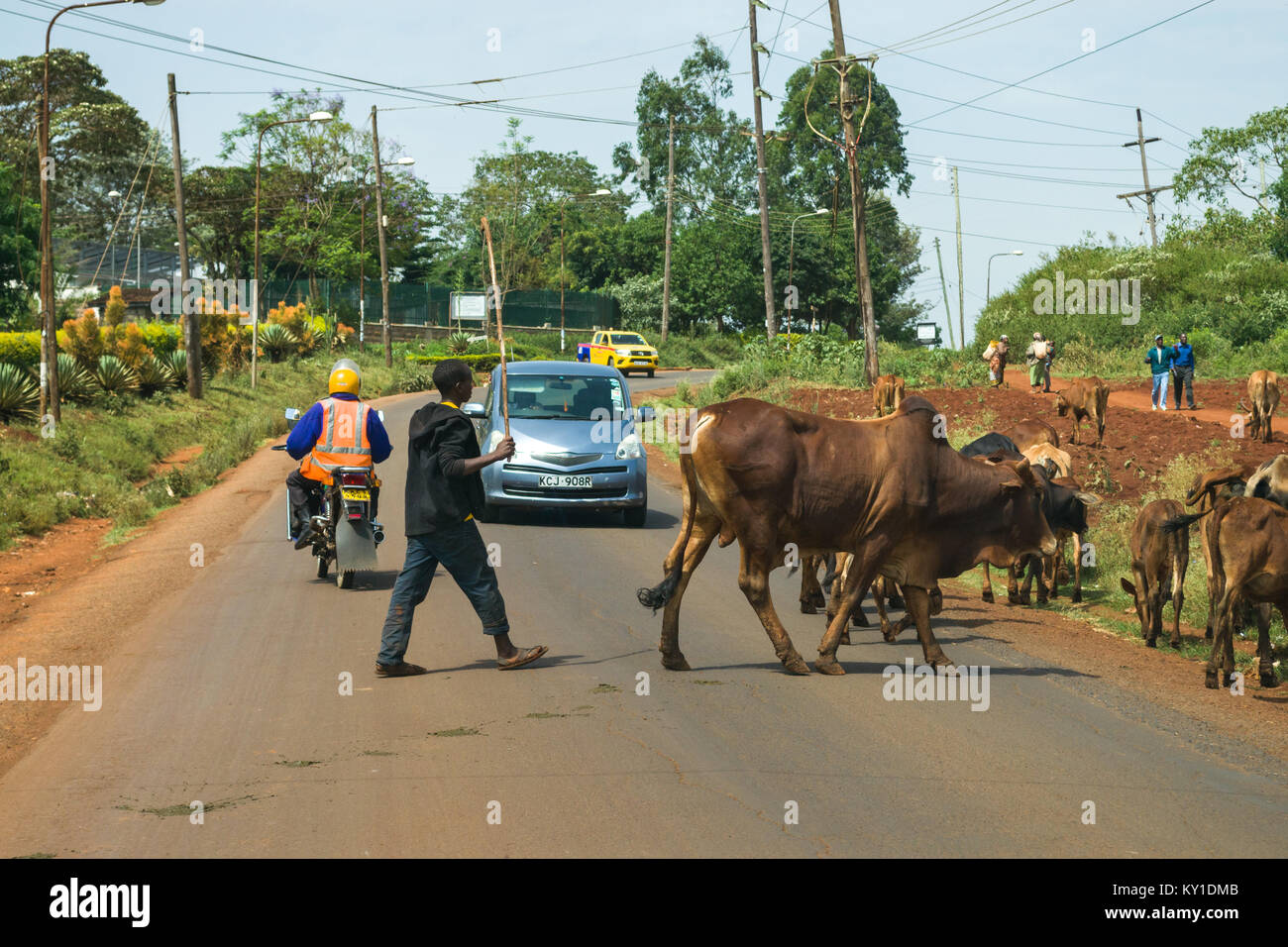 Young cattle herder hi-res stock photography and images - Alamy