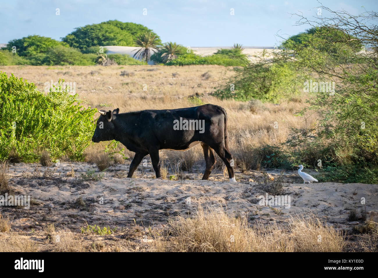Cows walking along sand track Stock Photo - Alamy