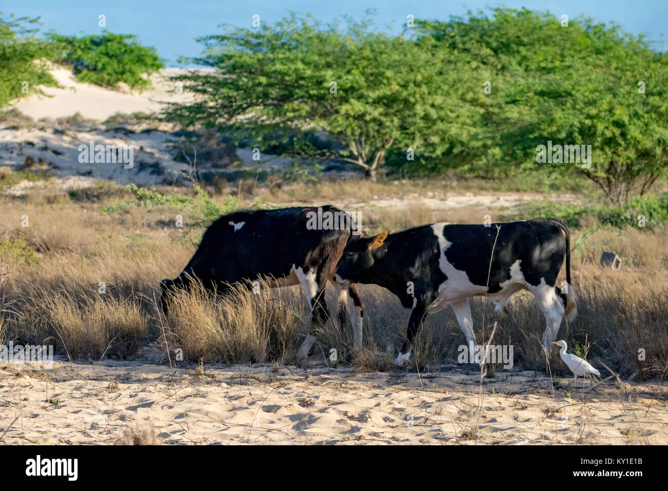 Cows walking along sand track Stock Photo - Alamy