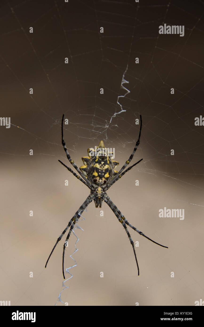 Under side of orb weaver spider, Boa Vista Cape Verde Stock Photo - Alamy