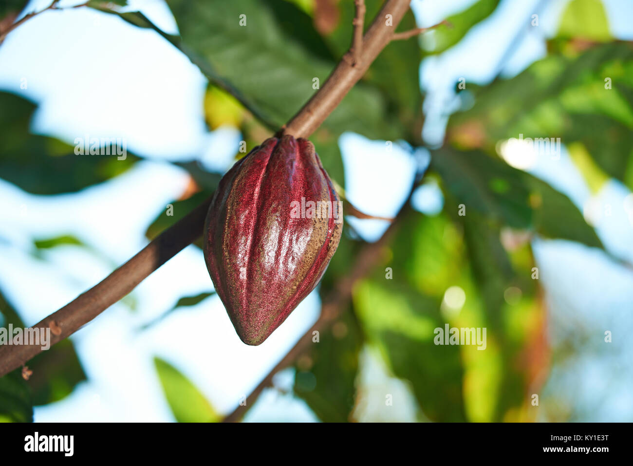 Red chocolate pod fruit on tree branch. Closeup of ready cocoa bean ...