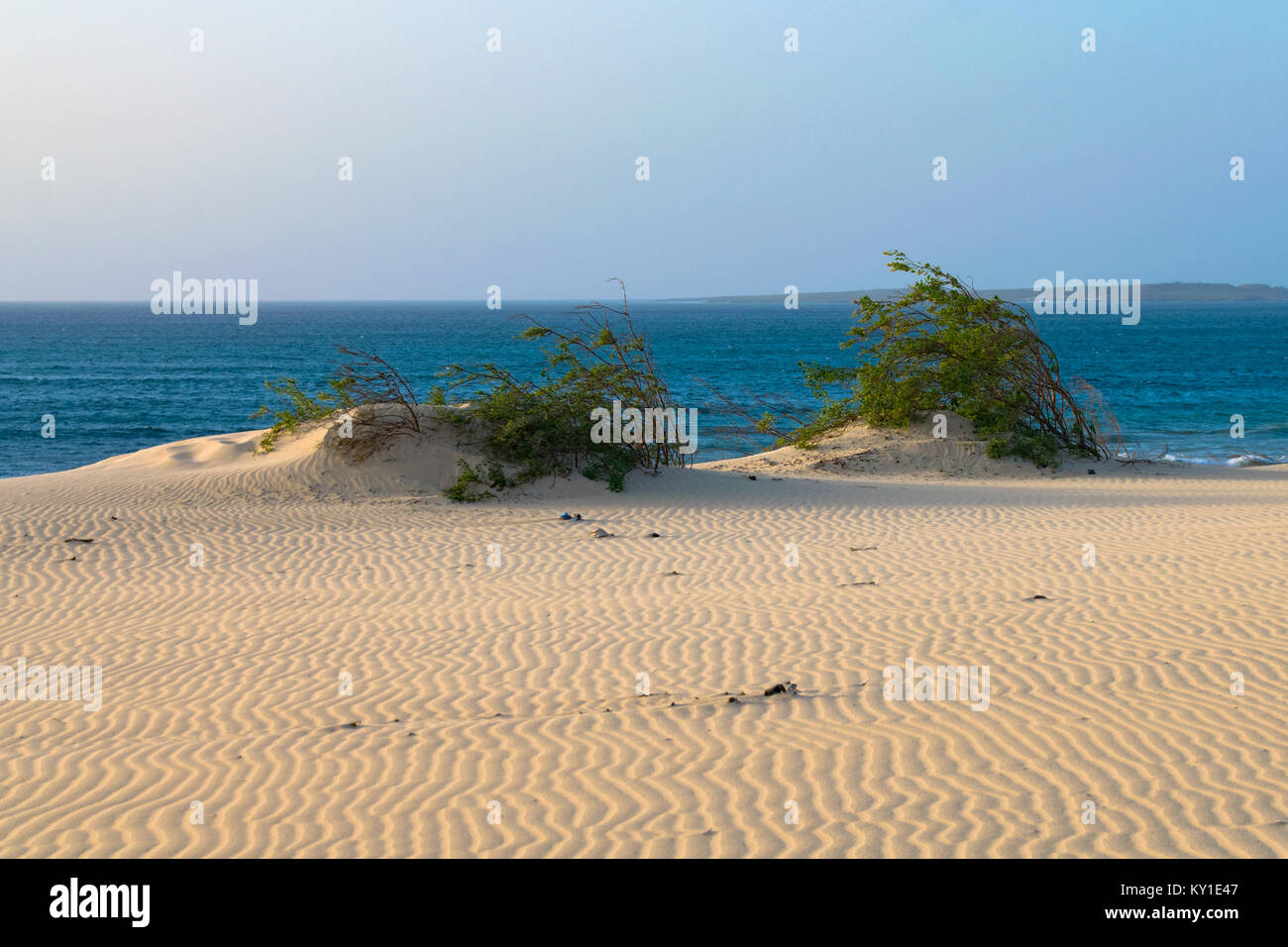 Wind ripples and plants growing on a sand dune Stock Photo - Alamy