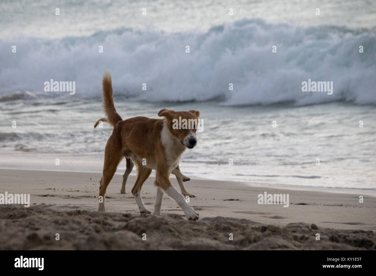 Happy lazy stray dogs hi-res stock photography and images - Alamy