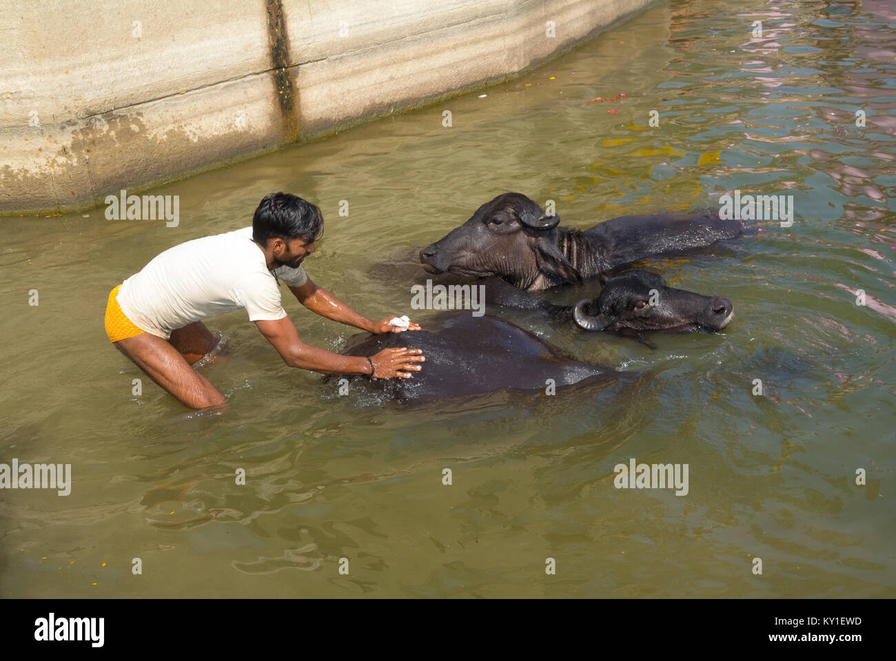 Washing cow hi-res stock photography and images - Alamy