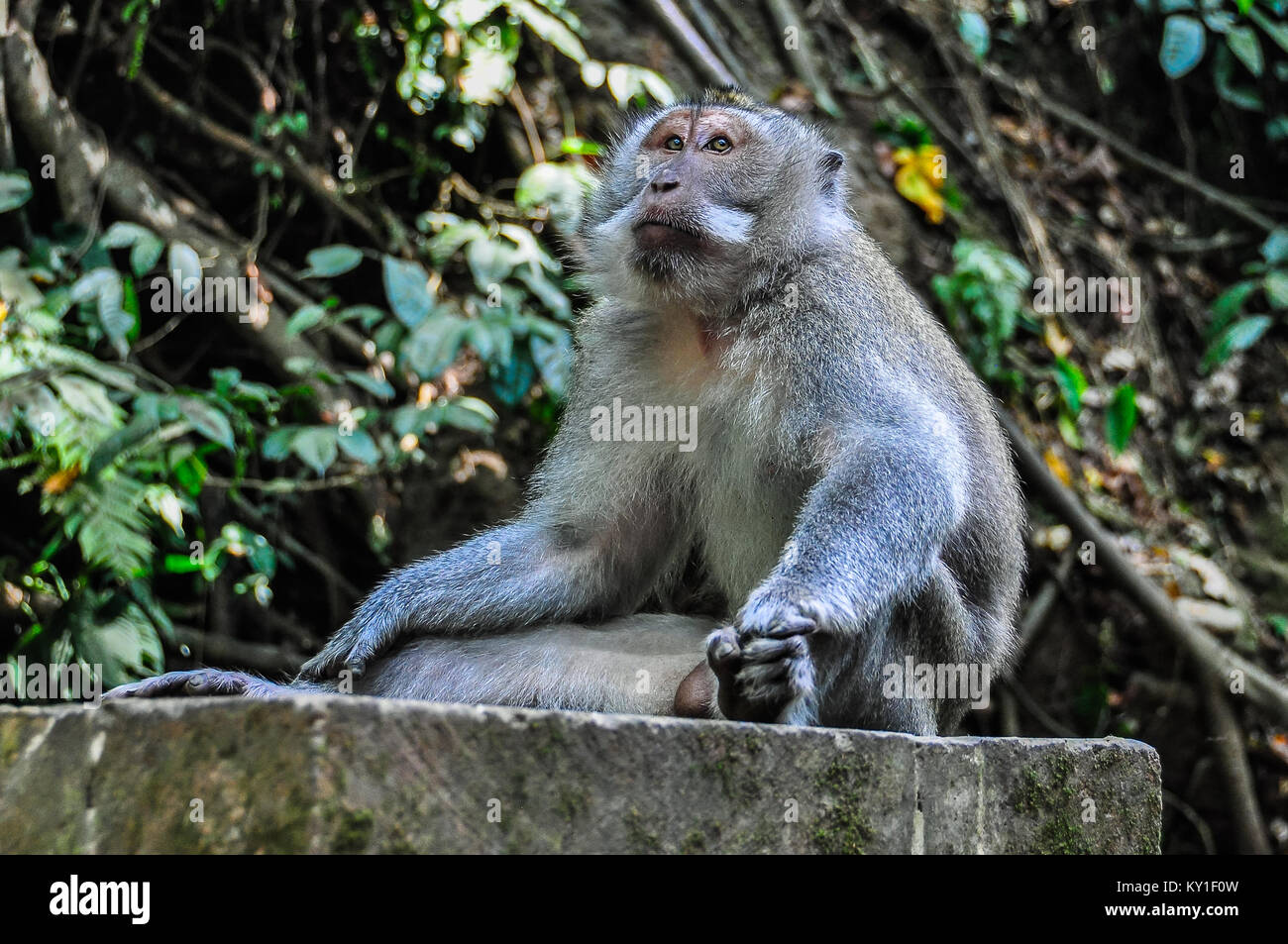 Balinese macaque hi-res stock photography and images - Alamy