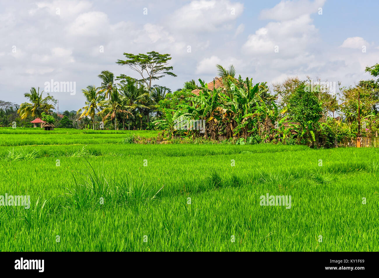 Rice fields in the town of Ubud, Bali Stock Photo - Alamy