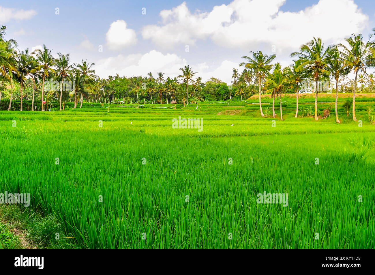 Paddy field goa hi-res stock photography and images - Alamy