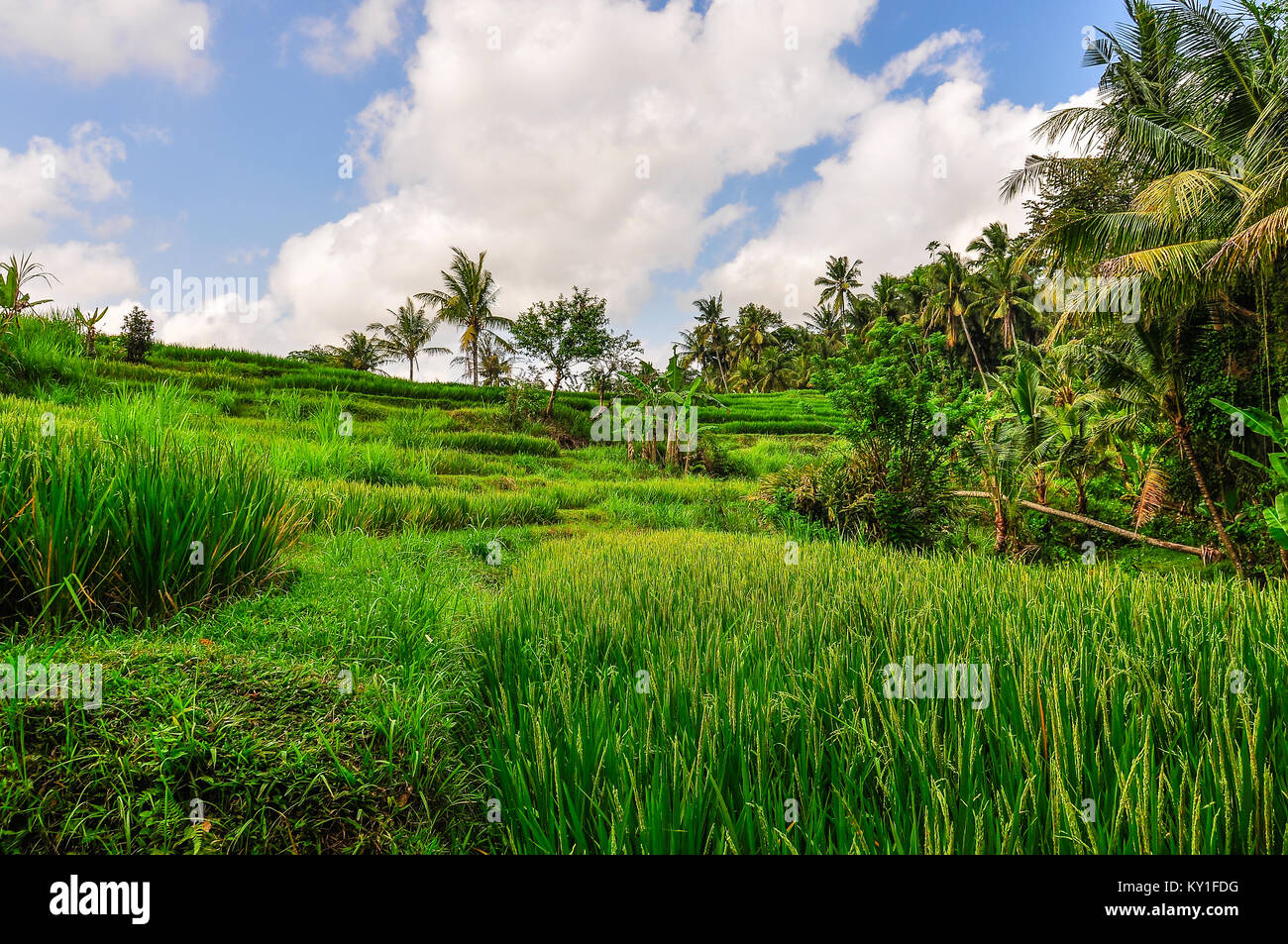 Paddy field goa hi-res stock photography and images - Alamy