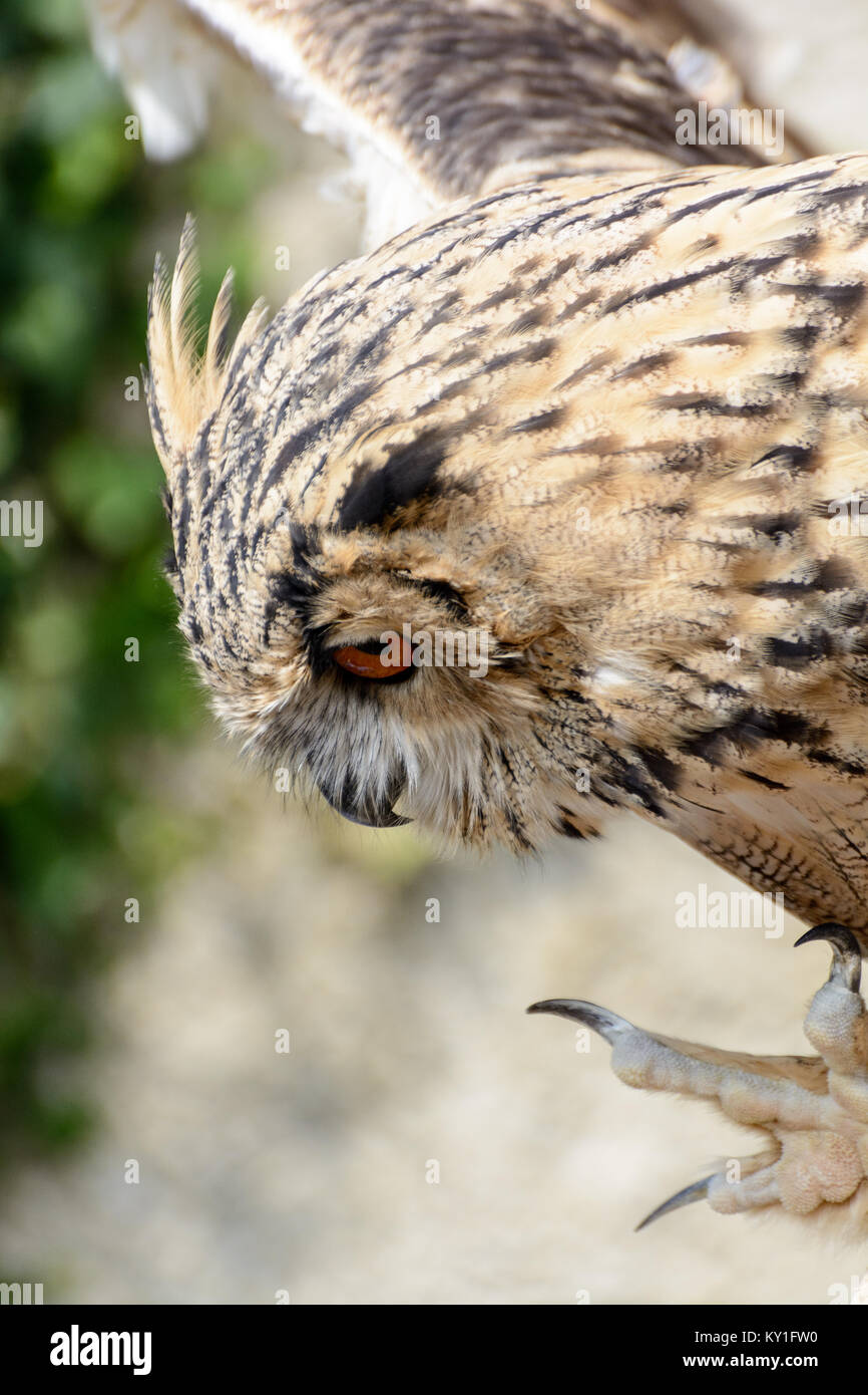 Color outdoor wildlife animal portrait of a single isolated owl on ...