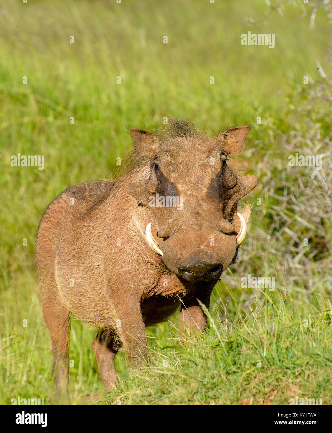 South africa, single colour hi-res stock photography and images - Alamy