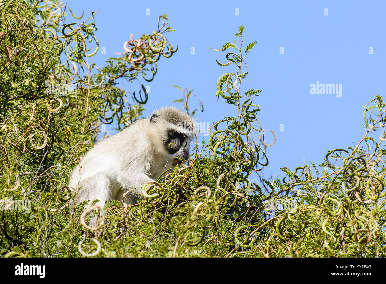 Color wildlife outdoor animal close up of a single guenon monkey ...