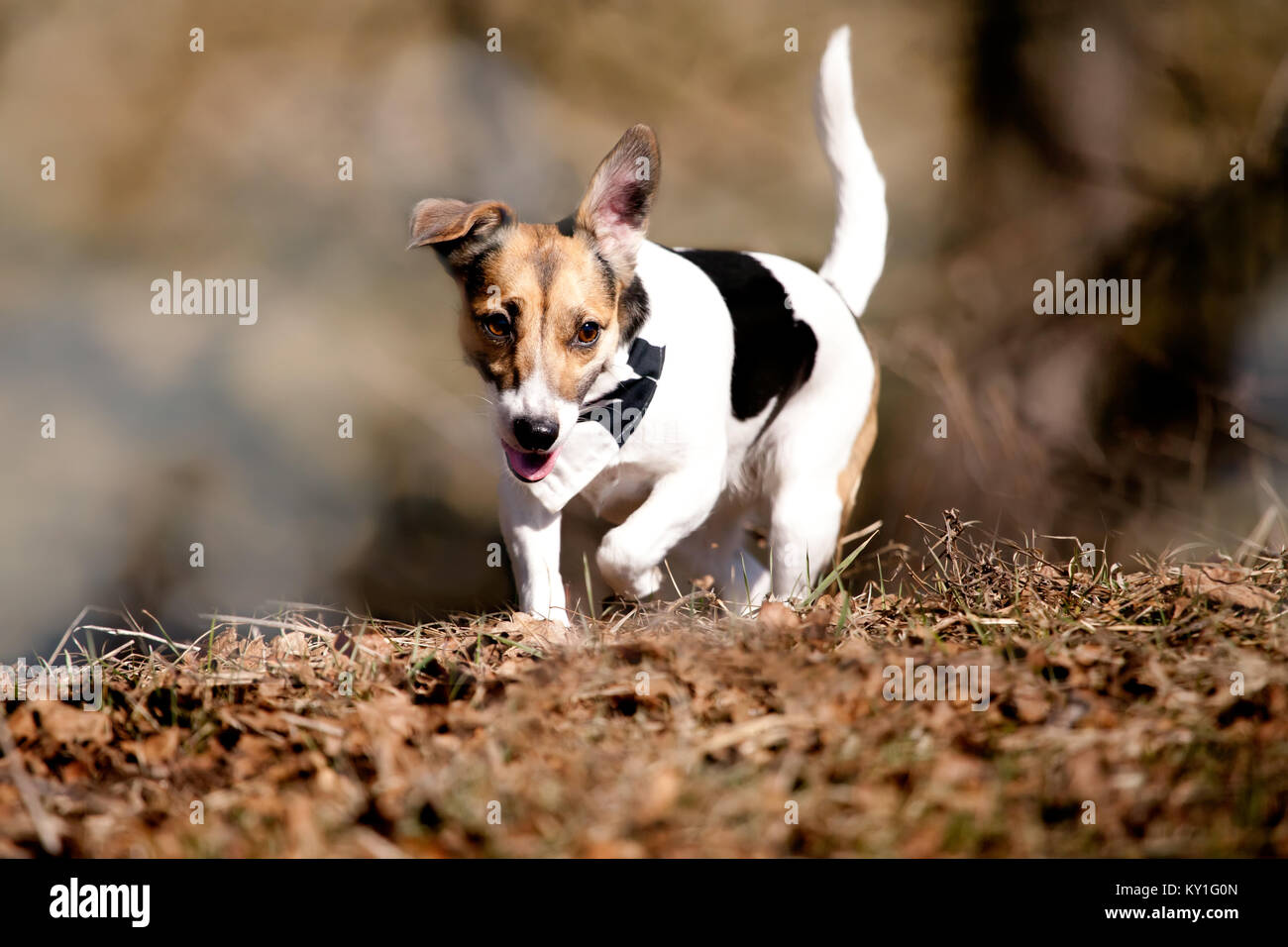 cute jack russell terier in spring field near forest, gray dominant ...
