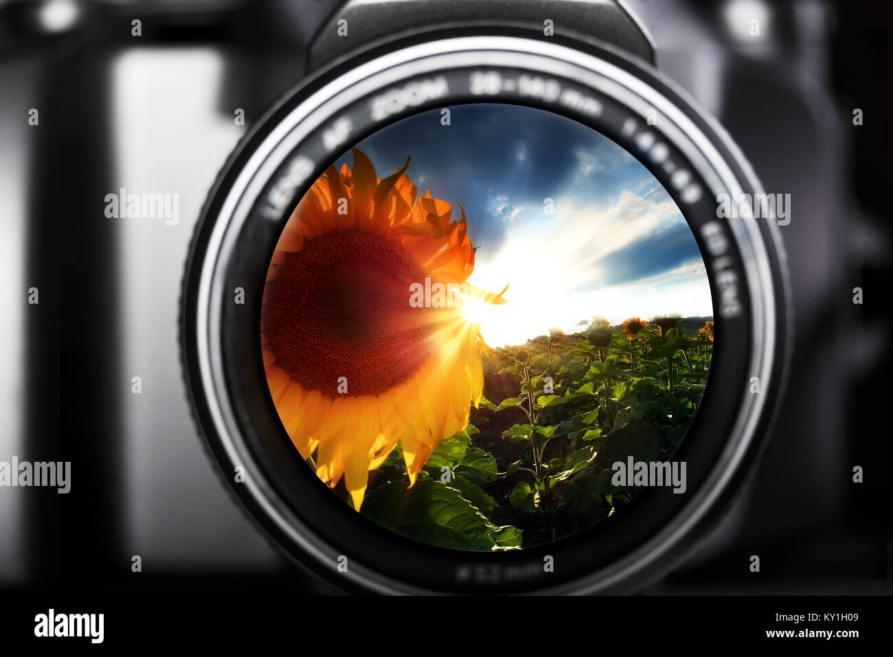 Summer landscape with sunflowers in the camera lens, conceptual image ...