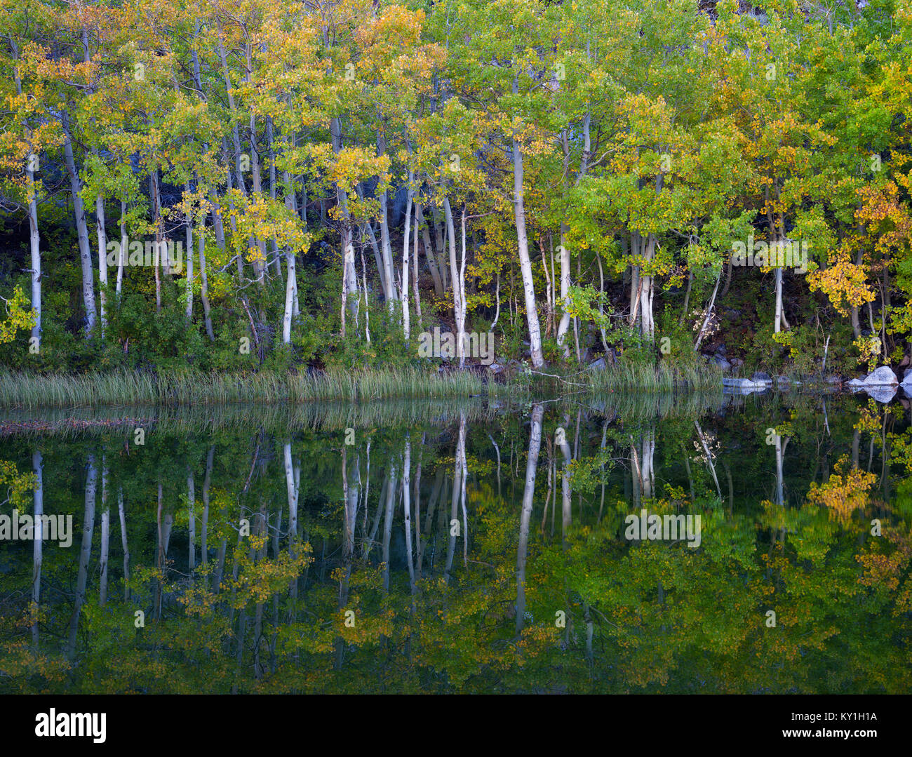 Various Fall foliage in its natural setting Stock Photo - Alamy
